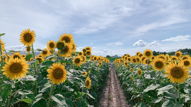 新・サービスの開始！｜Kawase Shino｜coconalaブログ